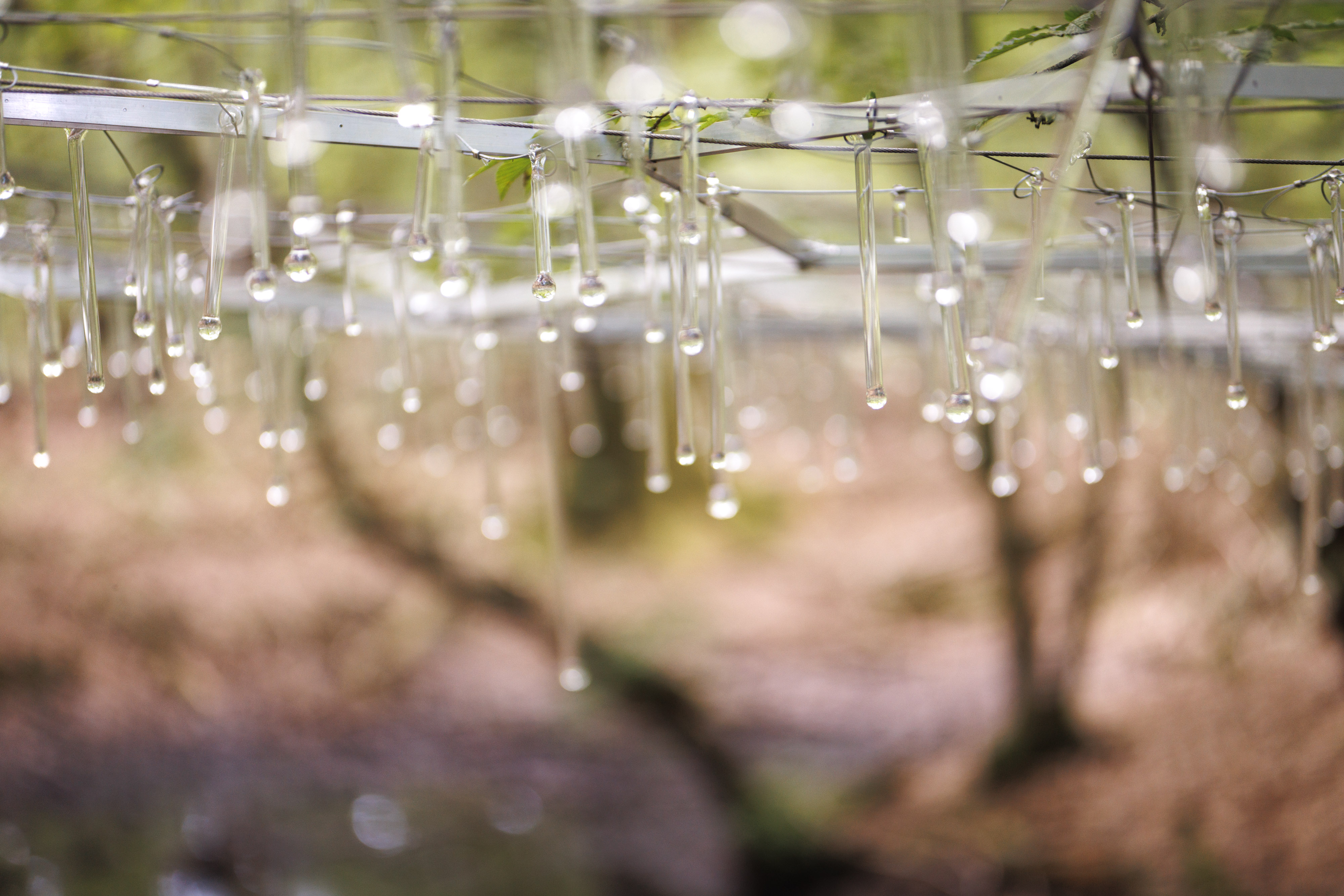 The mist catcher | Forêt Monumentale